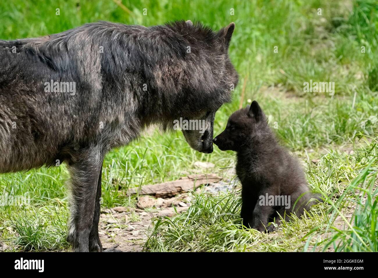 Loup à bois, loup américain (Canis lupus occidentalis), chiot avec un ...
