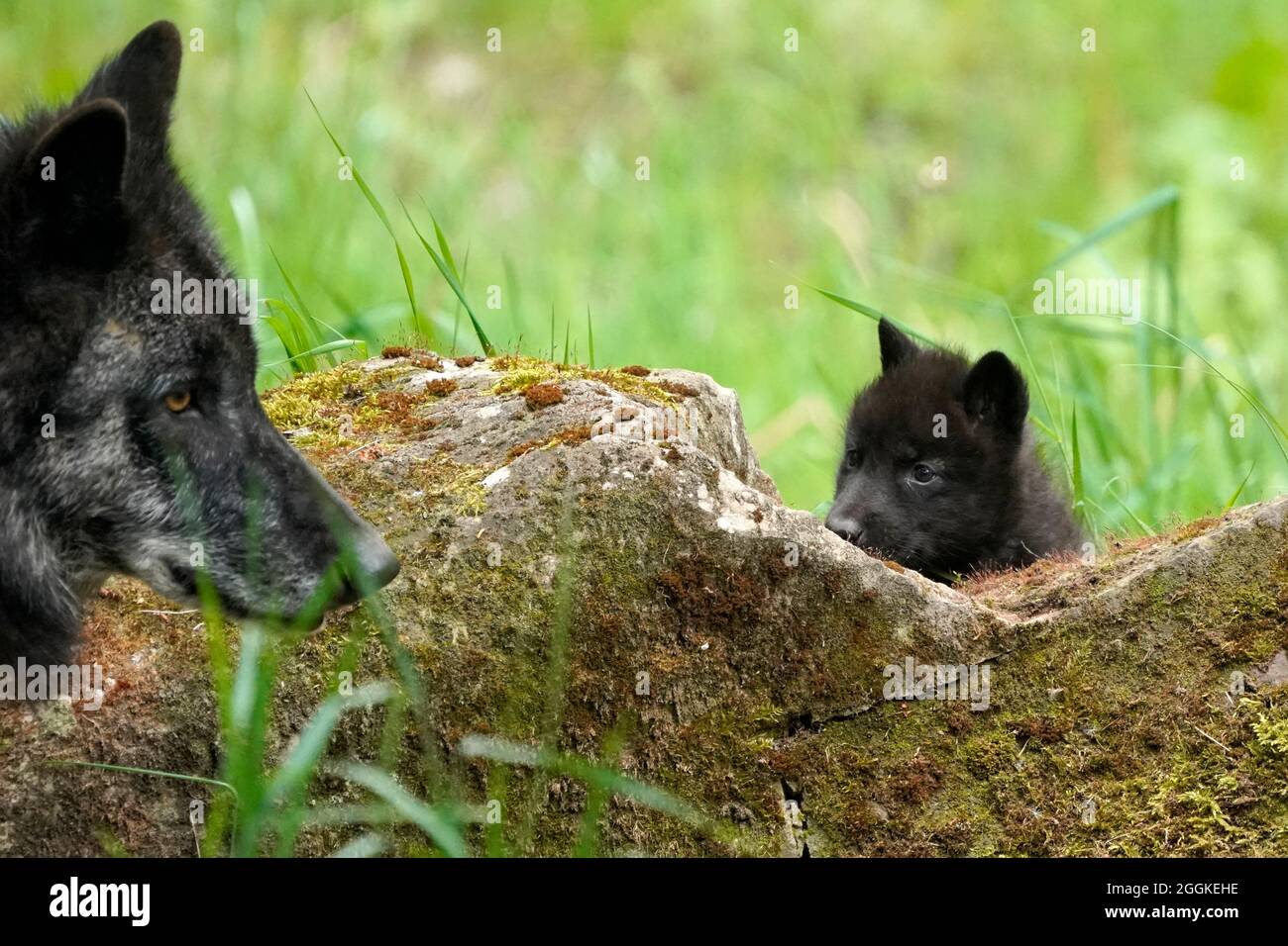 Loup à bois, loup américain (Canis lupus occidentalis), chiot avec un ...