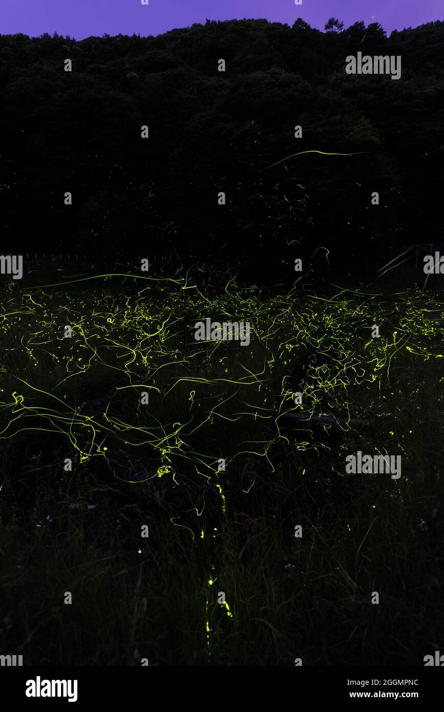 Luciole foret Banque de photographies et d’images à haute résolution ...