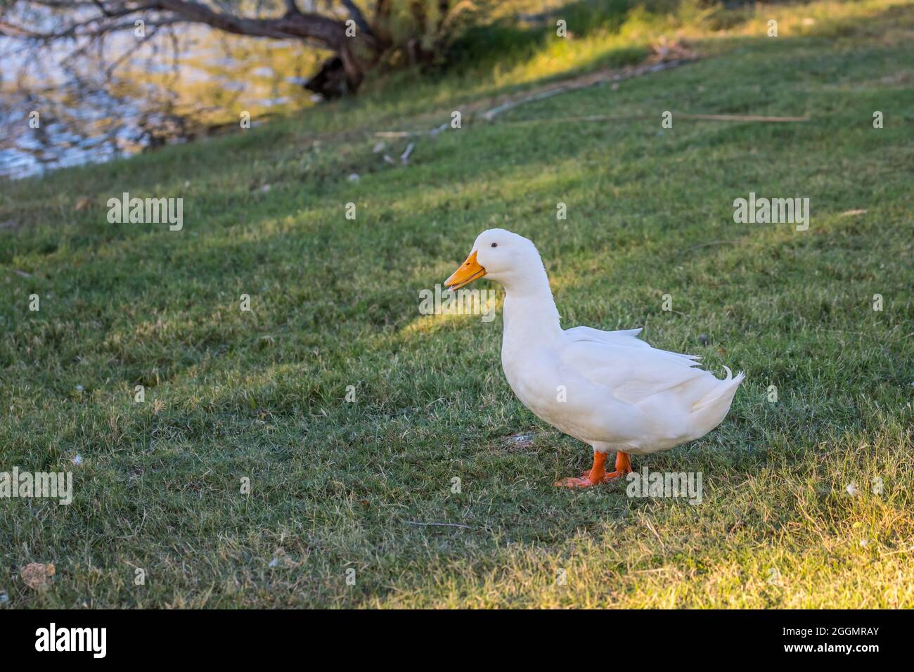 American pekin ducks Banque de photographies et d’images à haute ...