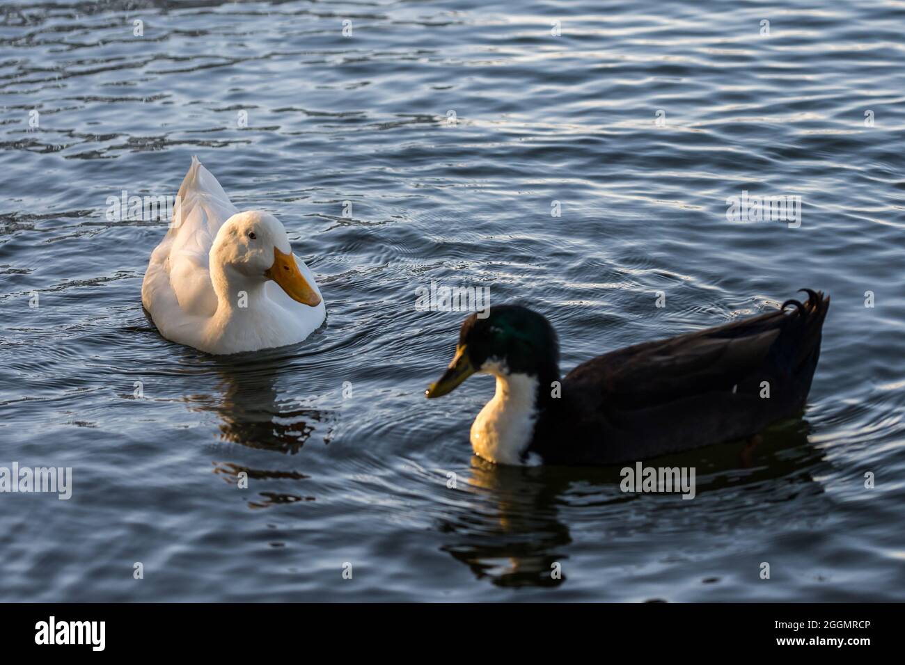 Différentes races de canards à Yuma, Arizona Photo Stock - Alamy