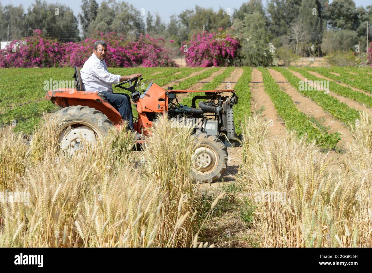 Diversidad en la agricultura Banque de photographies et d’images à ...