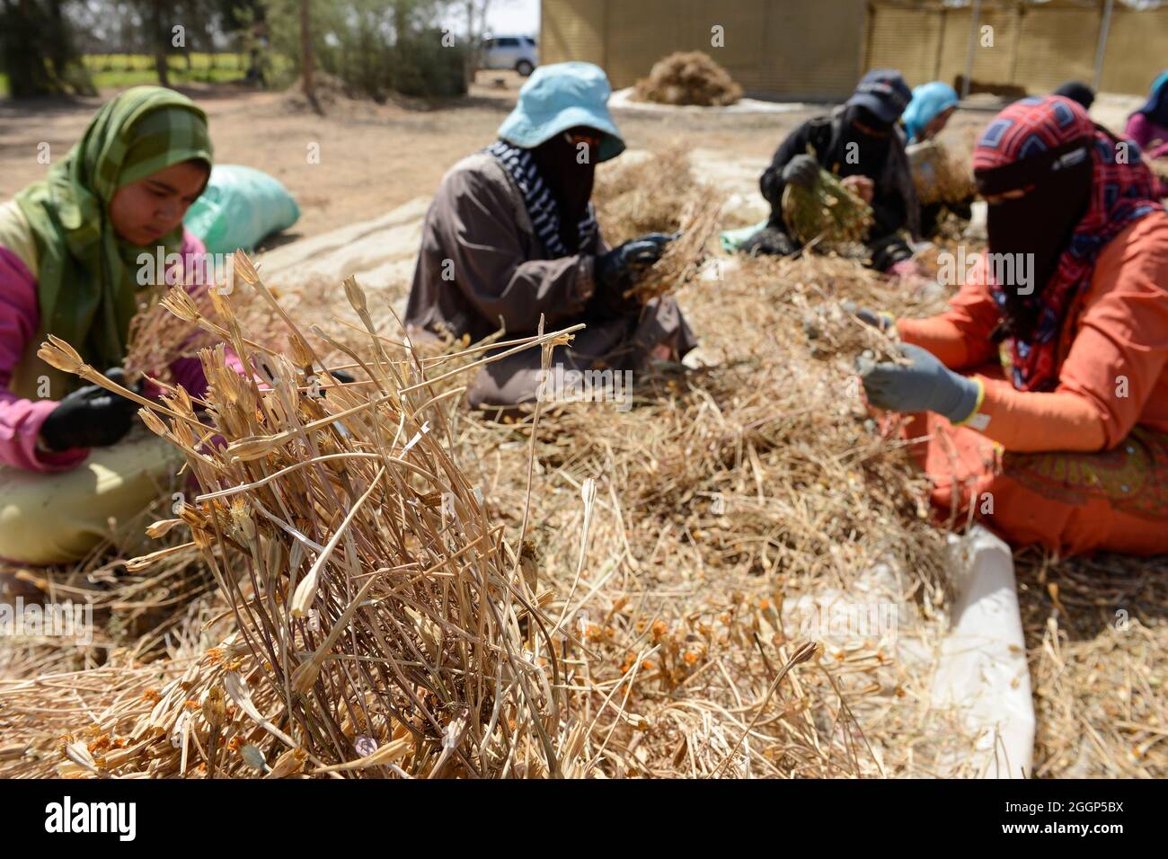 EGYPTE, Bilbeis, Sekem agriculture biologique, agriculture du désert ...