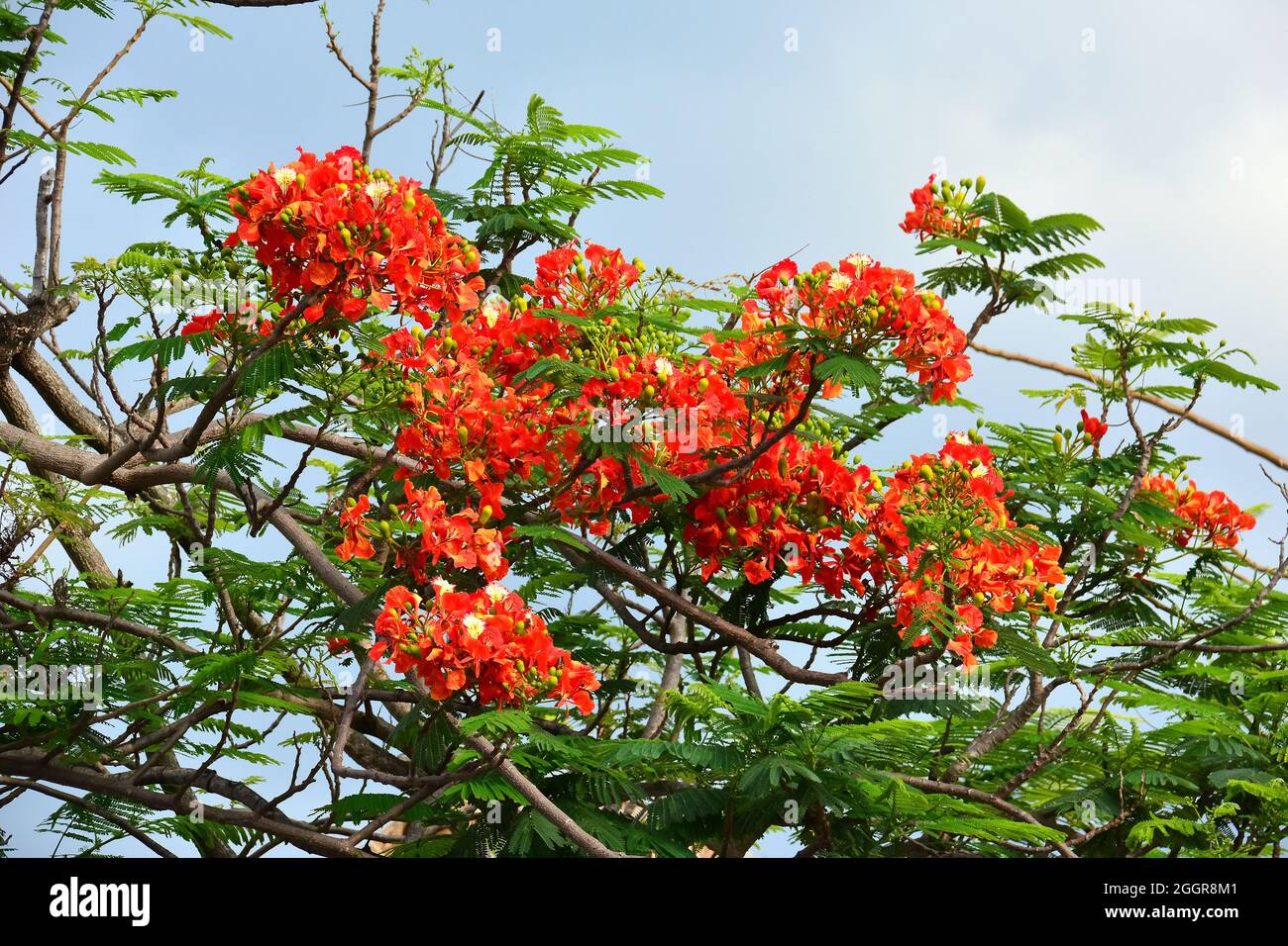 royal poinciana, flamboyant, flamme de la forêt, ou arbre à flammes ...