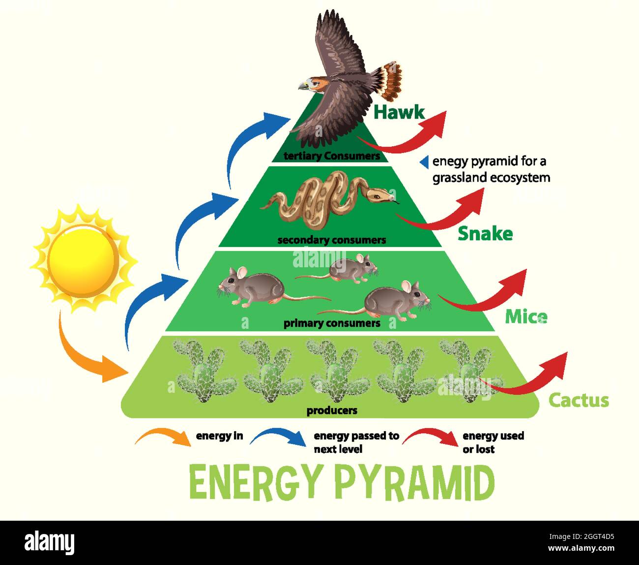 Science illustration simplifiée de la pyramide écologique Image ...