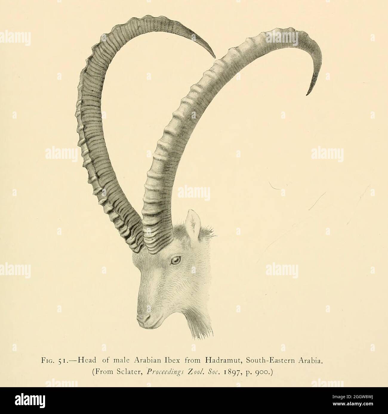 Tete mouton dessin Banque de photographies et d’images à haute ...