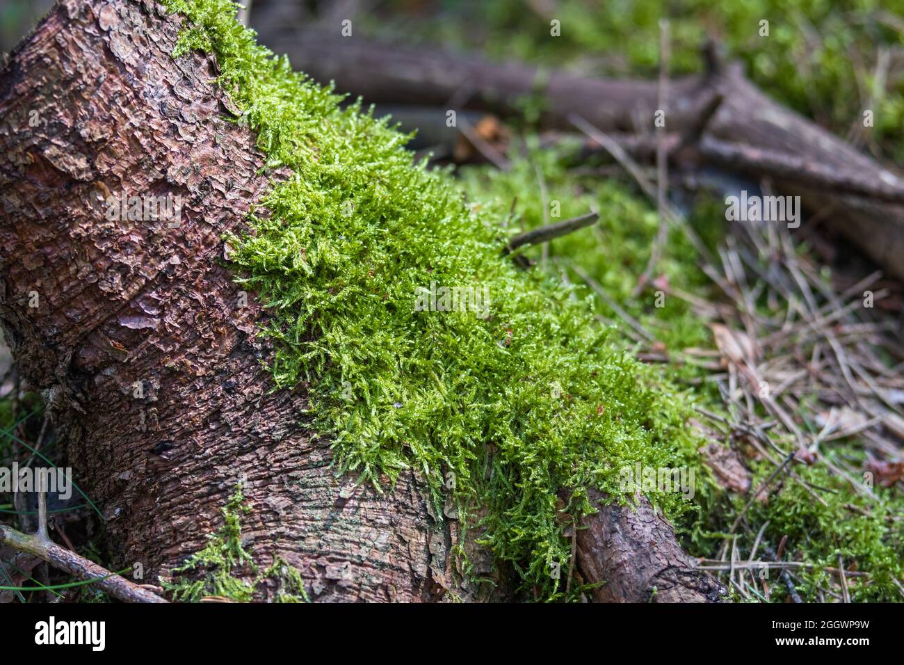Mousse verte poussant sur un tronc d'arbre Banque de photographies et d ...