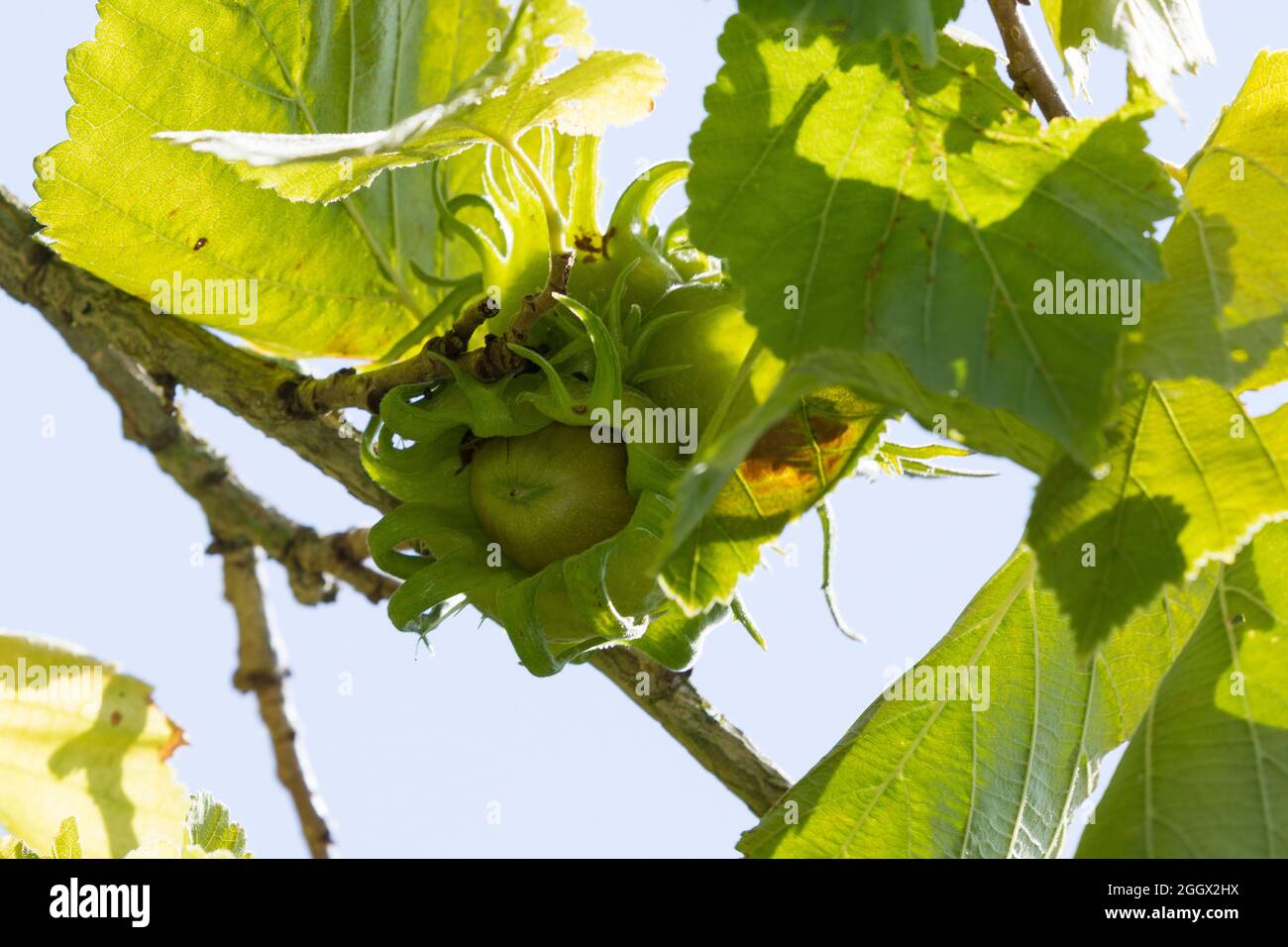 Baumhasel, Baum-Hasel, Türkische Hasel, Türkische Haselnuss ...