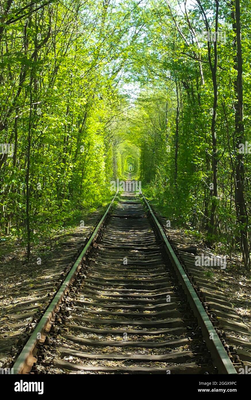 Les voies ferrées sont posées dans la forêt verte et les arbres forment ...