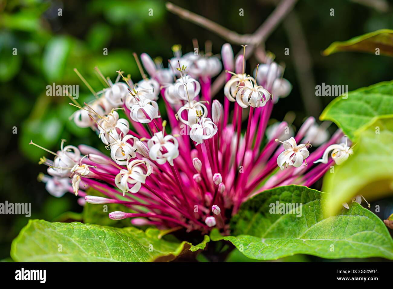 Fleurs philippines Banque de photographies et d’images à haute ...