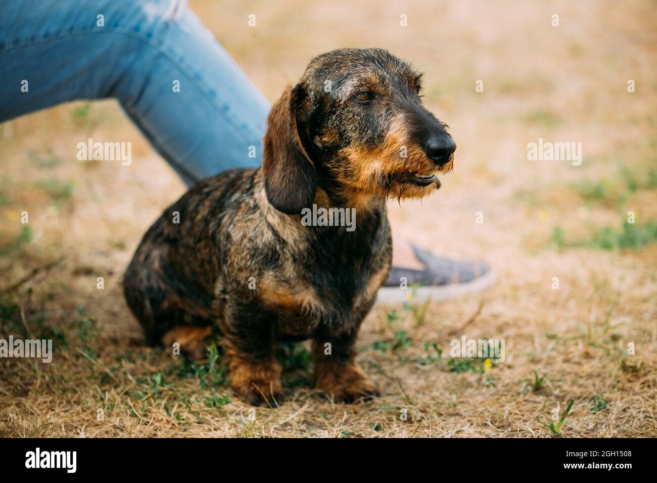 Chien brun aux cheveux Banque de photographies et d’images à haute ...