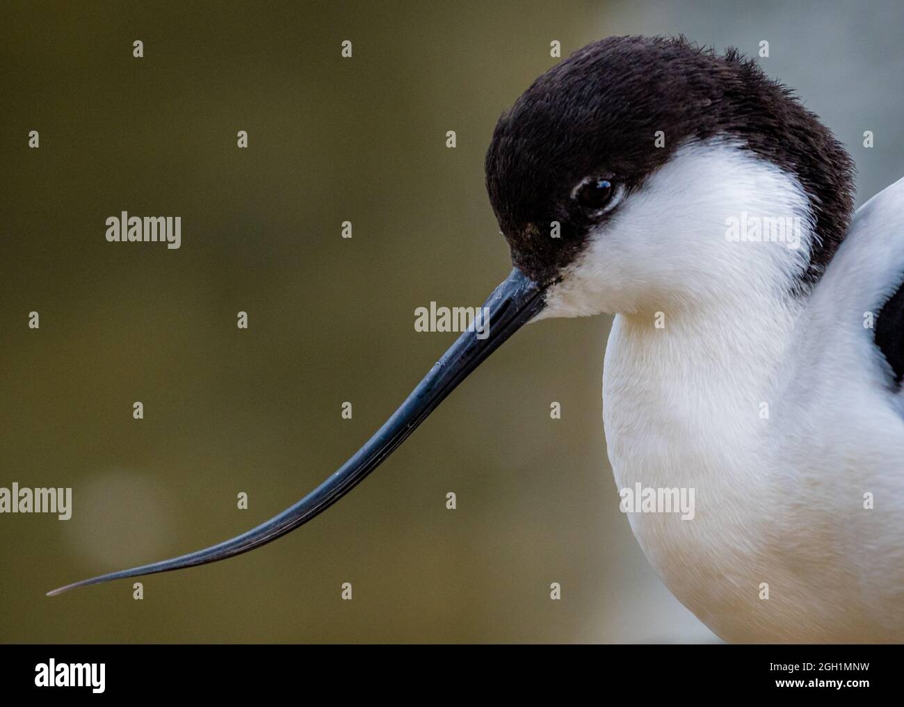 Gros plan d'un joli petit oiseau blanc et noir avec un long bec sur un ...