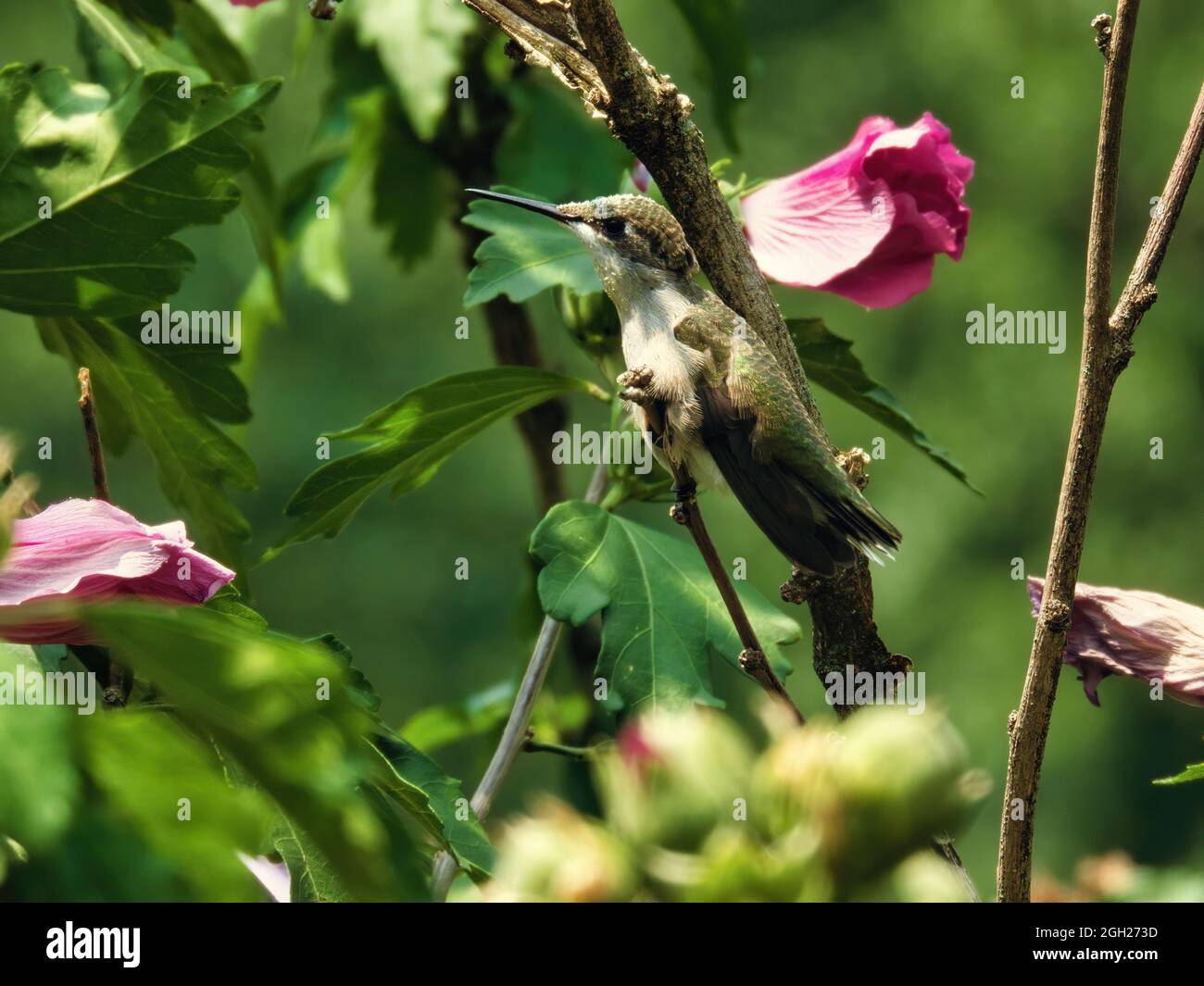 Colibri sur une feuille Banque de photographies et d’images à haute ...