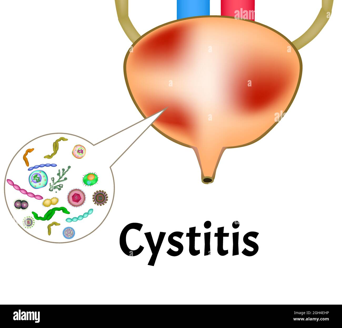 Sistema urinario femenino Banque d'images vectorielles - Page 2 - Alamy