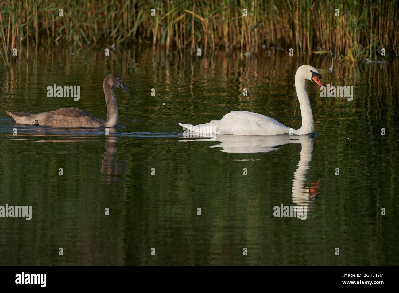 Cygne muet adulte adulte Banque de photographies et d’images à haute résolution - Alamy