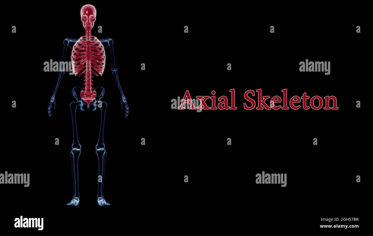Squelette humain squelette axial Anatomie 3D Illustration Photo Stock ...