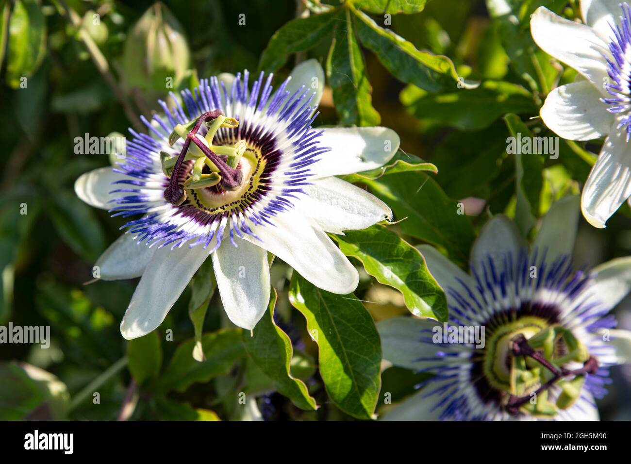Gros plan d'une fleur de la passion Banque de photographies et d’images ...