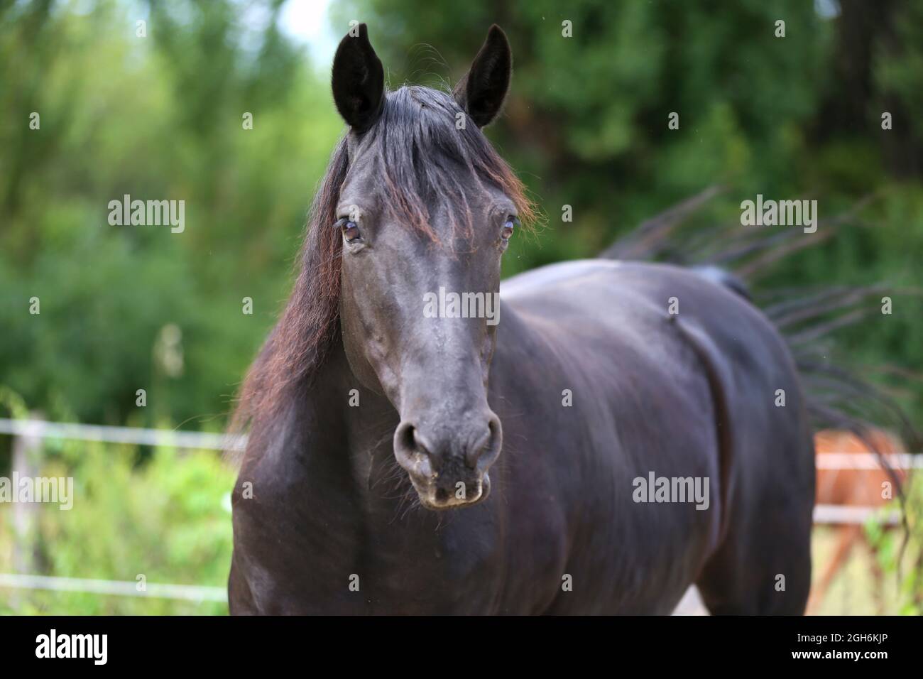 Animaux morgan portrait de cheval Banque de photographies et d’images à ...