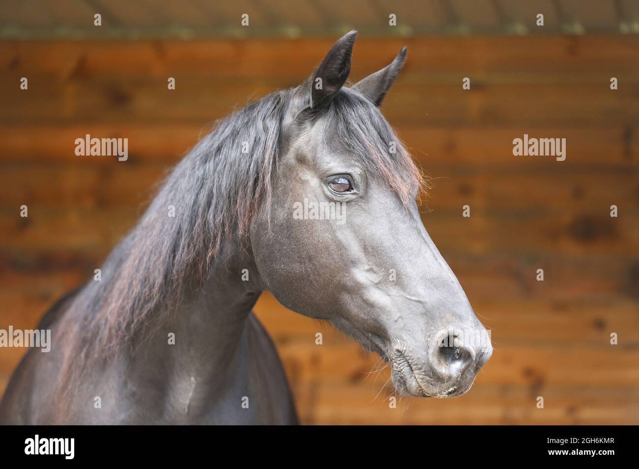 Animaux morgan portrait de cheval Banque de photographies et d’images à ...