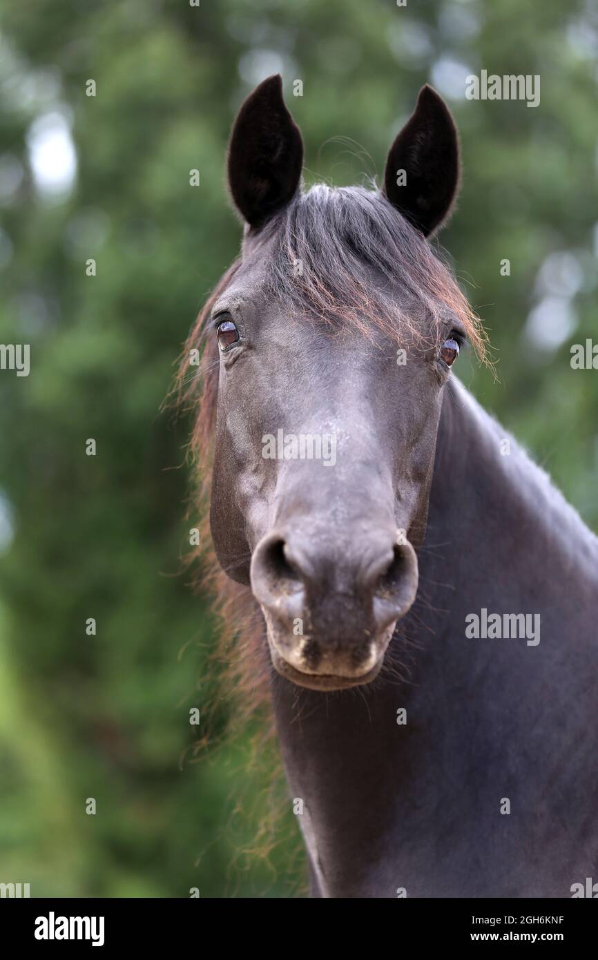 Animaux morgan portrait de cheval Banque de photographies et d’images à ...