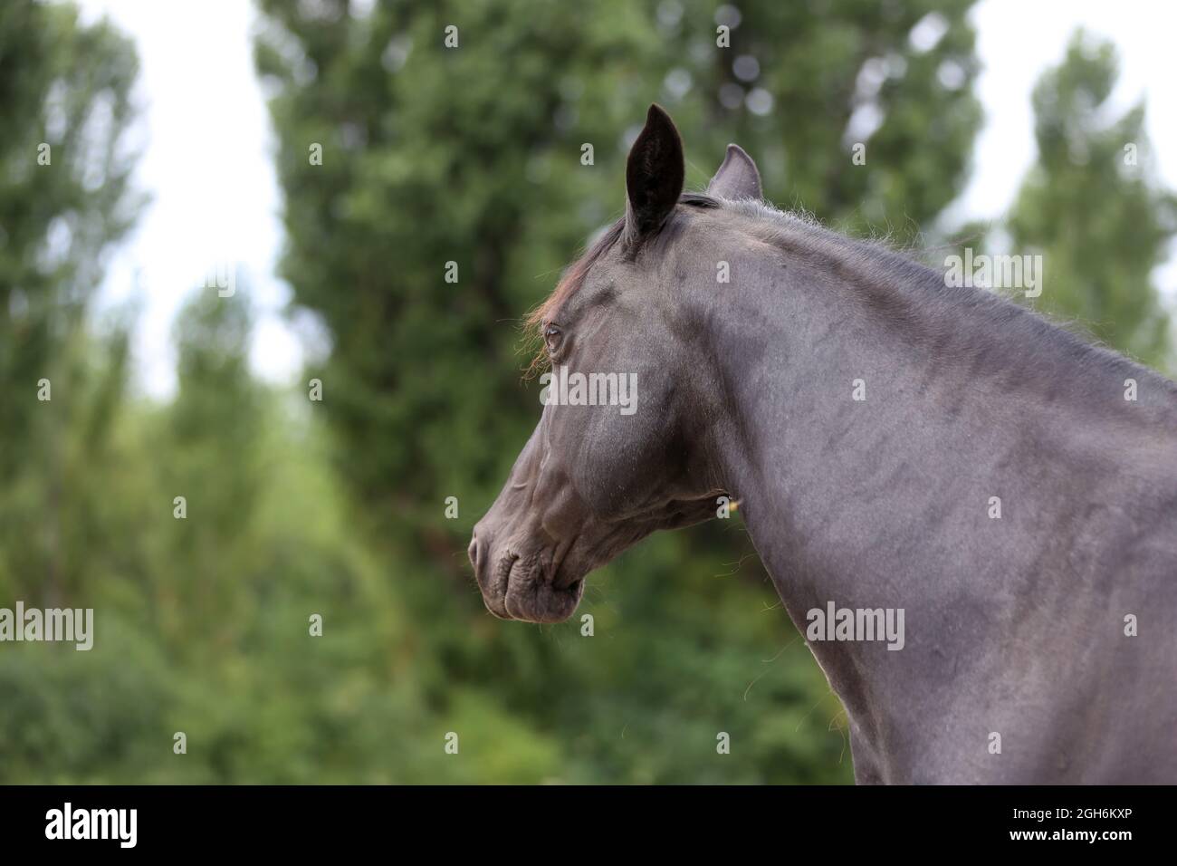 Animaux morgan portrait de cheval Banque de photographies et d’images à ...