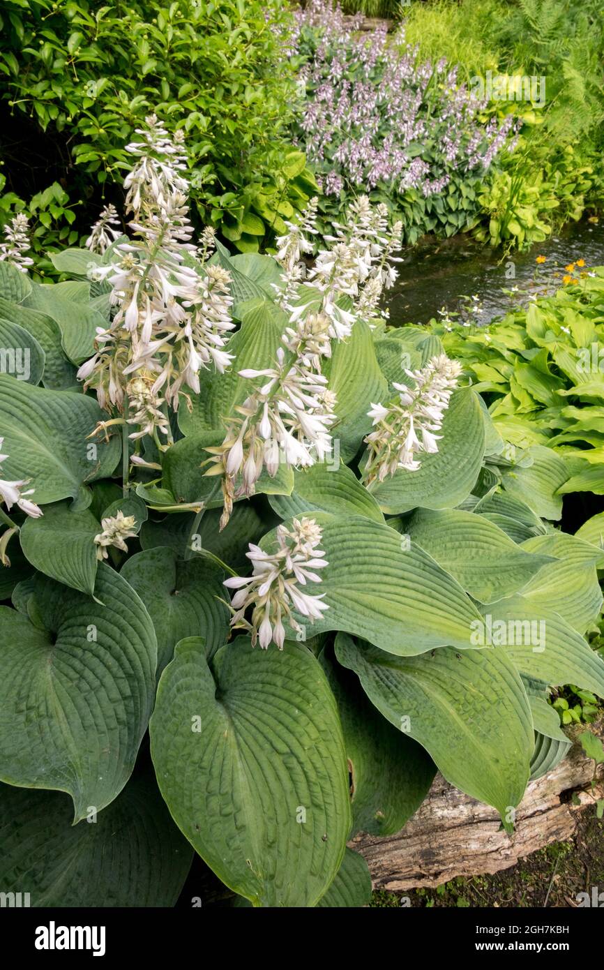 Hosta vivace Banque de photographies et d’images à haute résolution - Alamy
