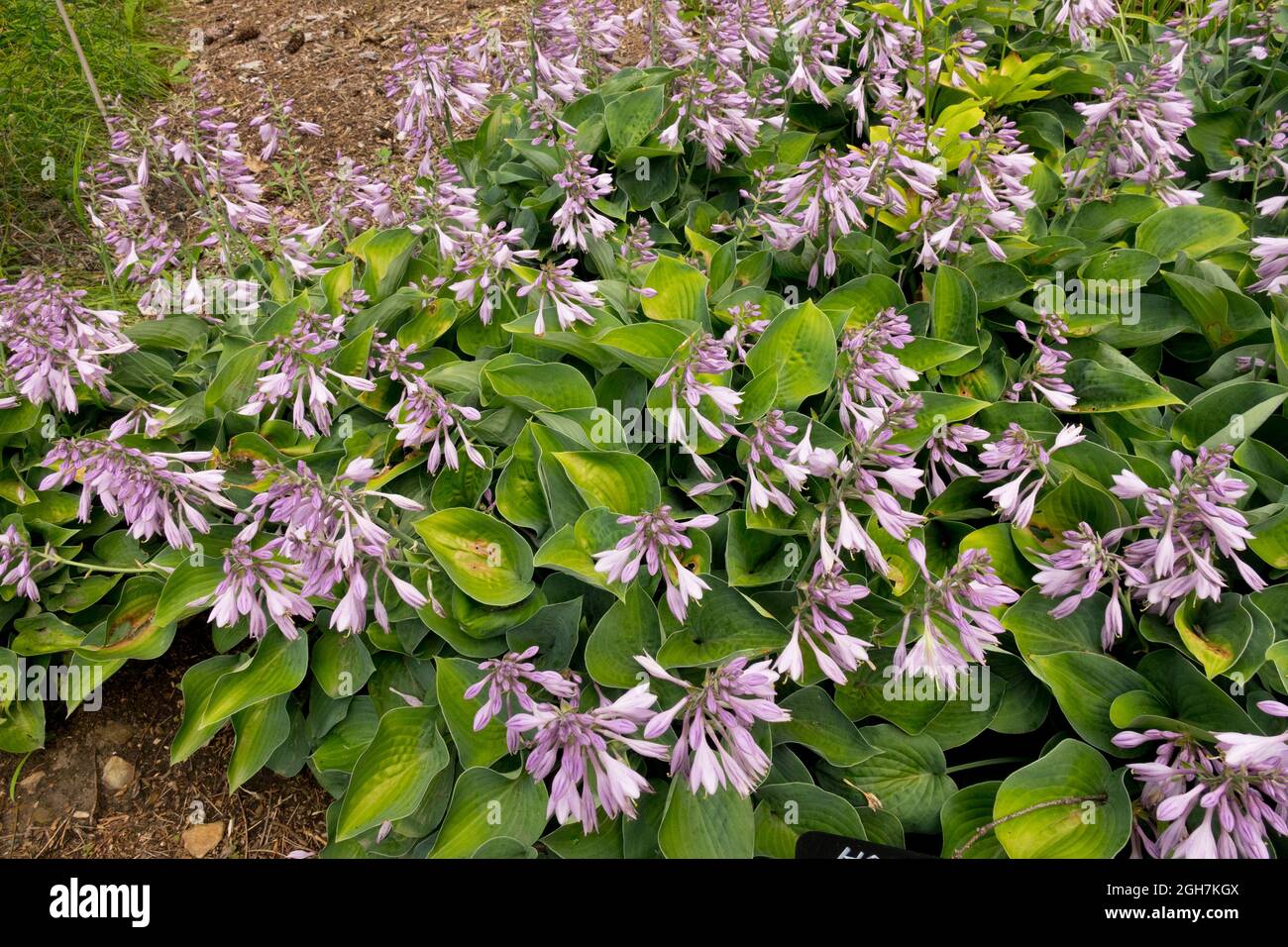 Hosta jardin Banque de photographies et d’images à haute résolution - Alamy
