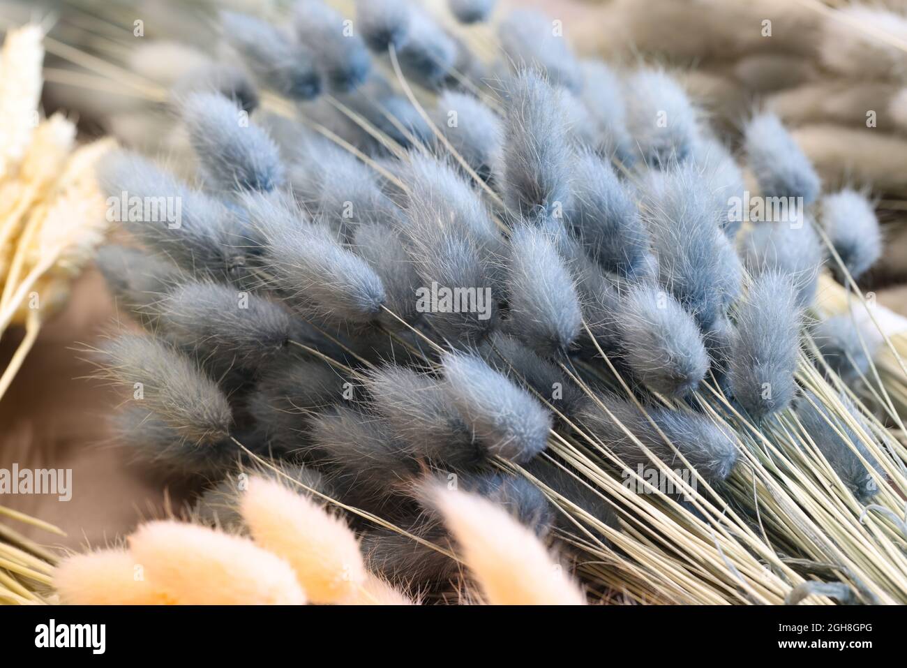 Queues de lapins Banque de photographies et d’images à haute résolution ...