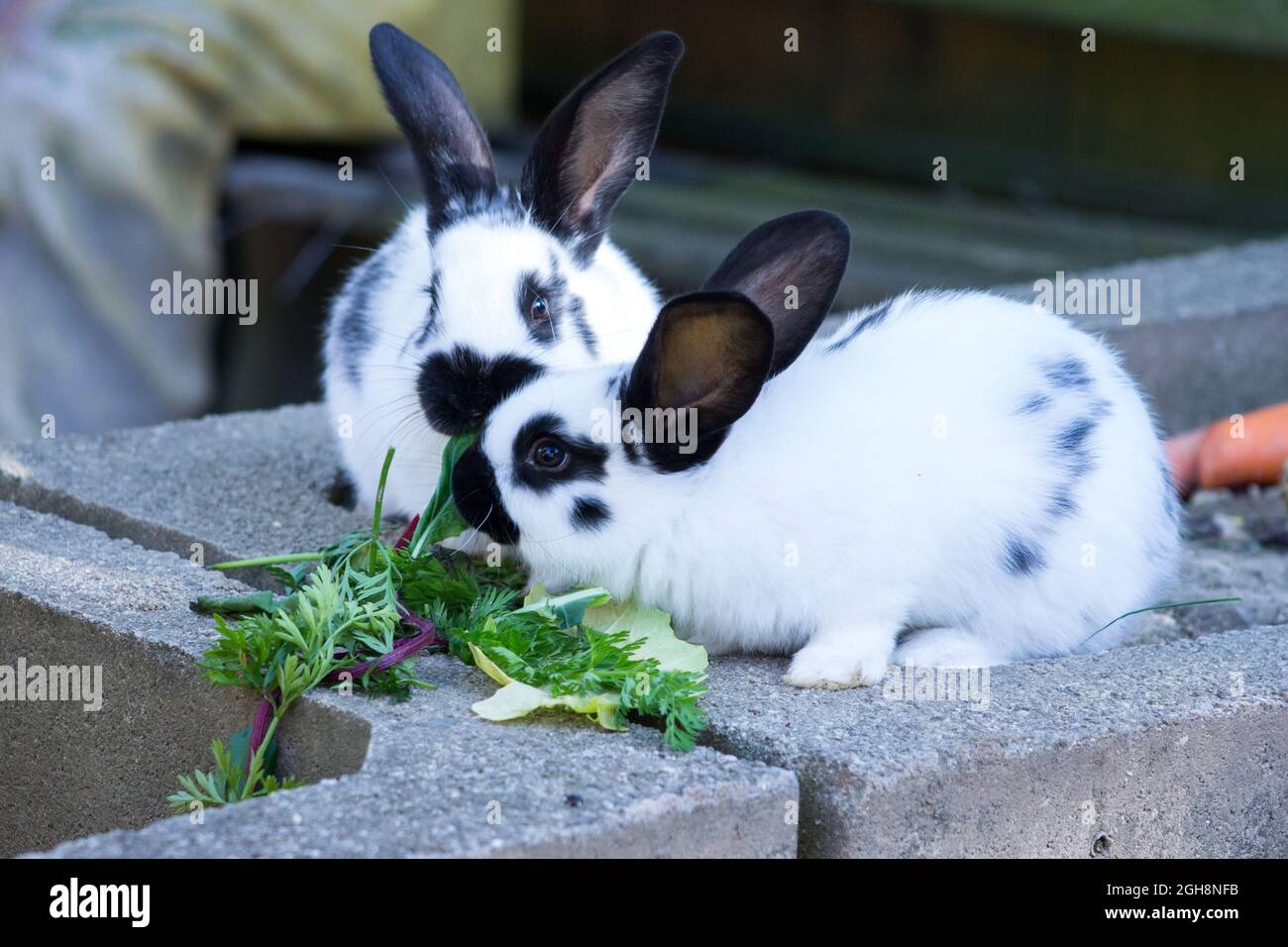 Lapin mangeant de la laitue Banque de photographies et d’images à haute ...