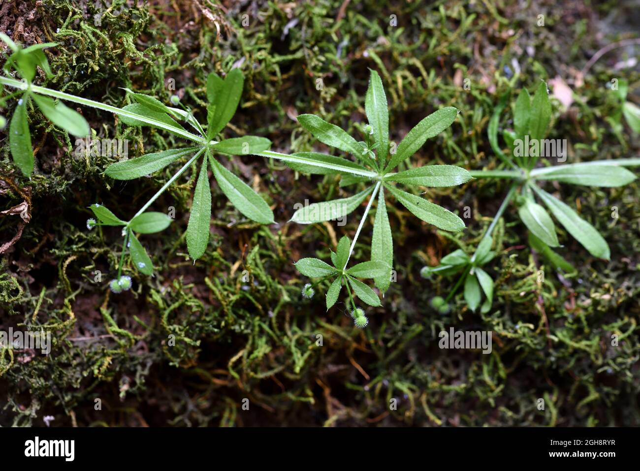 Velcro weed Banque de photographies et d’images à haute résolution - Alamy