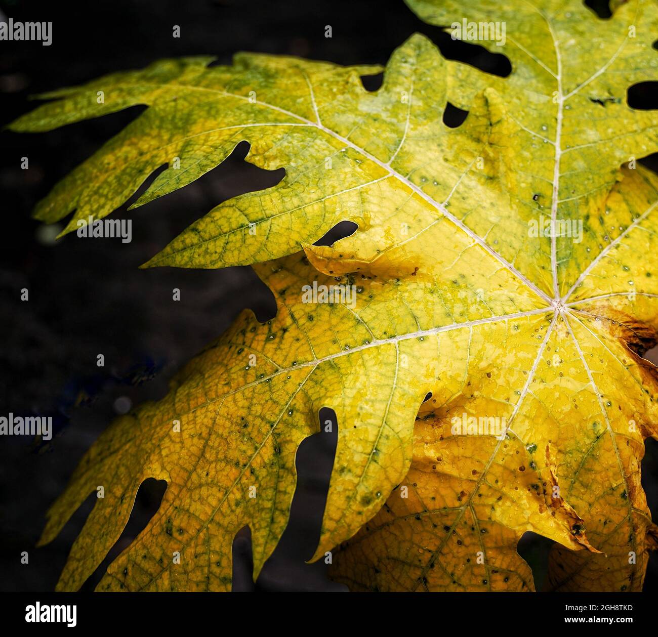 Types de feuilles Banque de photographies et d’images à haute ...