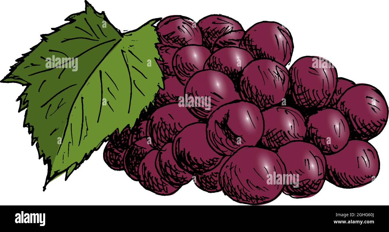 Grappe de raisin avec feuille de raisin Vintage dessin à la main dessin ...