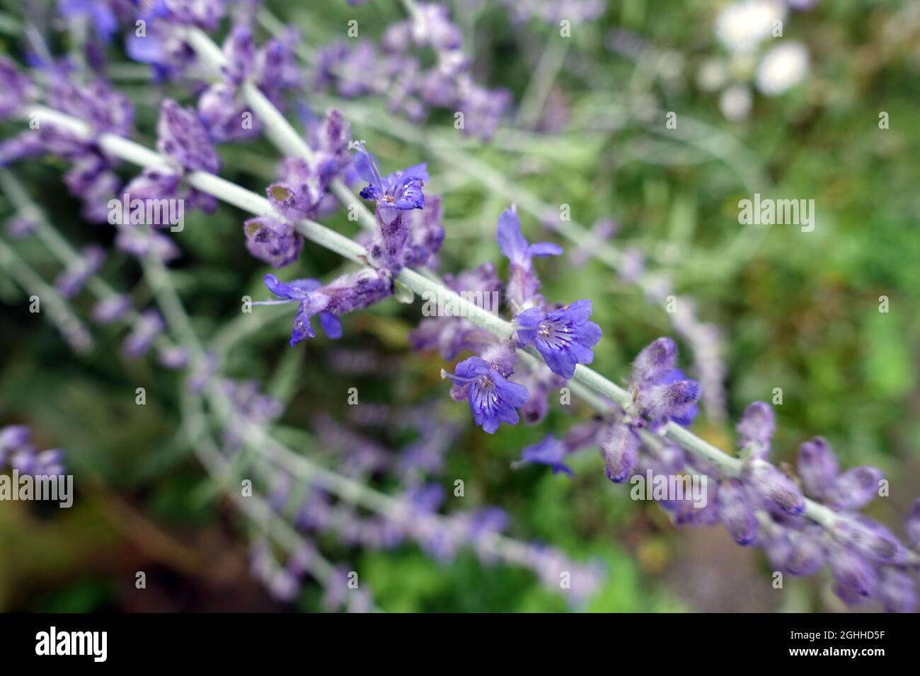 Russian sage perovskia atriplicifolia Banque de photographies et d ...