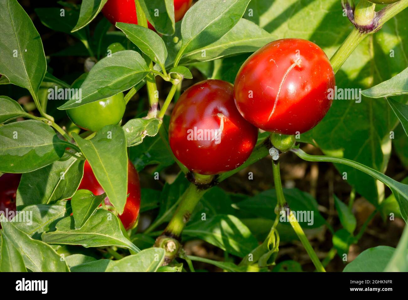 Piments forts capsicum sp Banque de photographies et d’images à haute ...