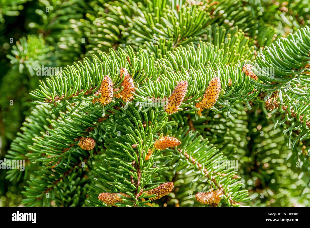 Abies Sp Banque d'image et photos - Alamy
