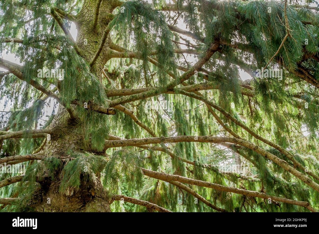 Picea sp Banque de photographies et d’images à haute résolution - Alamy