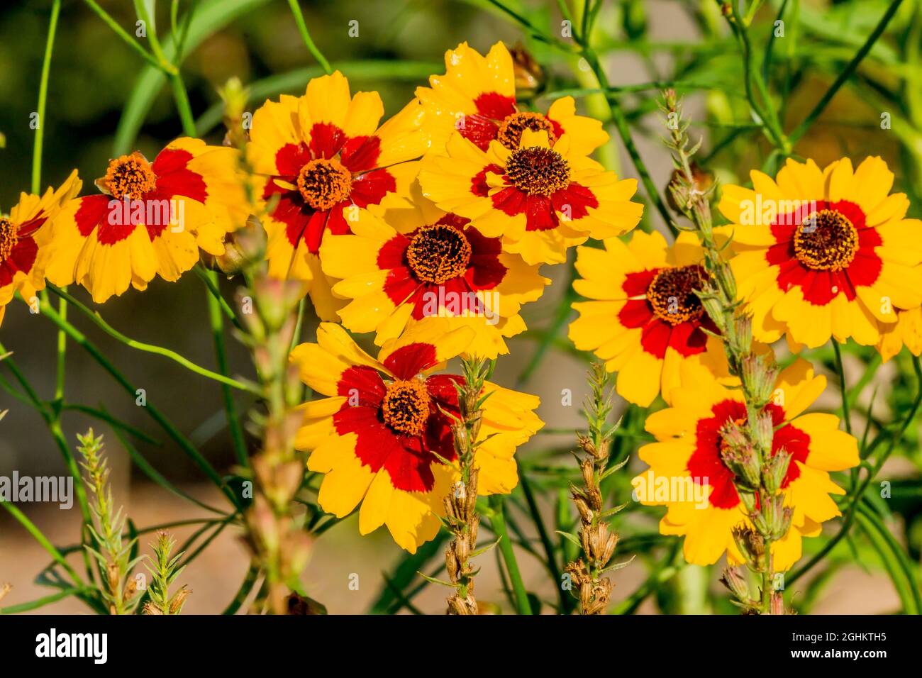 Coreopsis sp Banque de photographies et d’images à haute résolution - Alamy