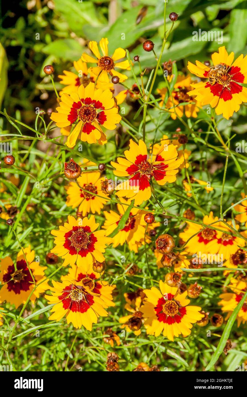 Coreopsis sp Banque de photographies et d’images à haute résolution - Alamy