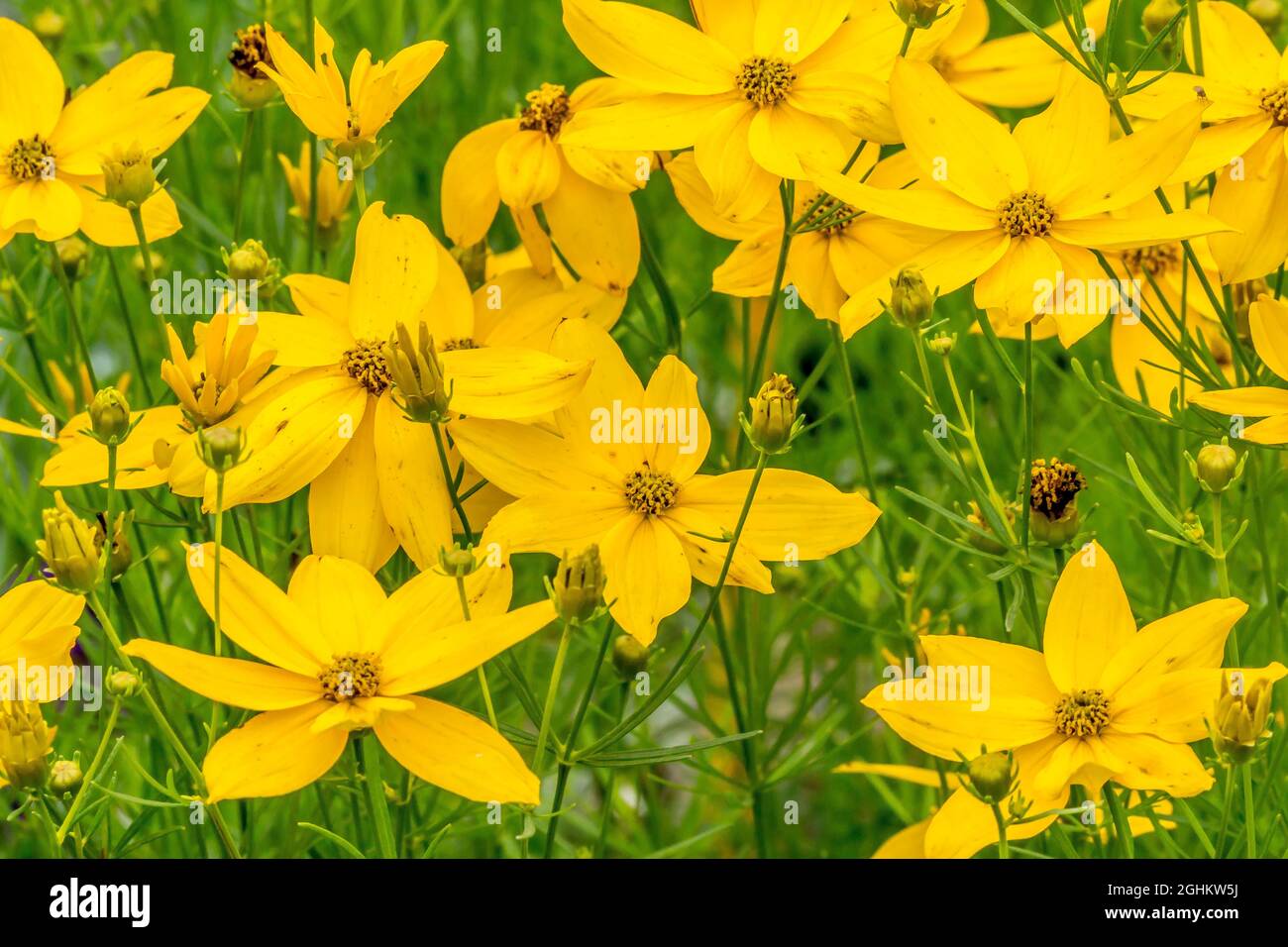 Coreopsis sp Banque de photographies et d’images à haute résolution - Alamy