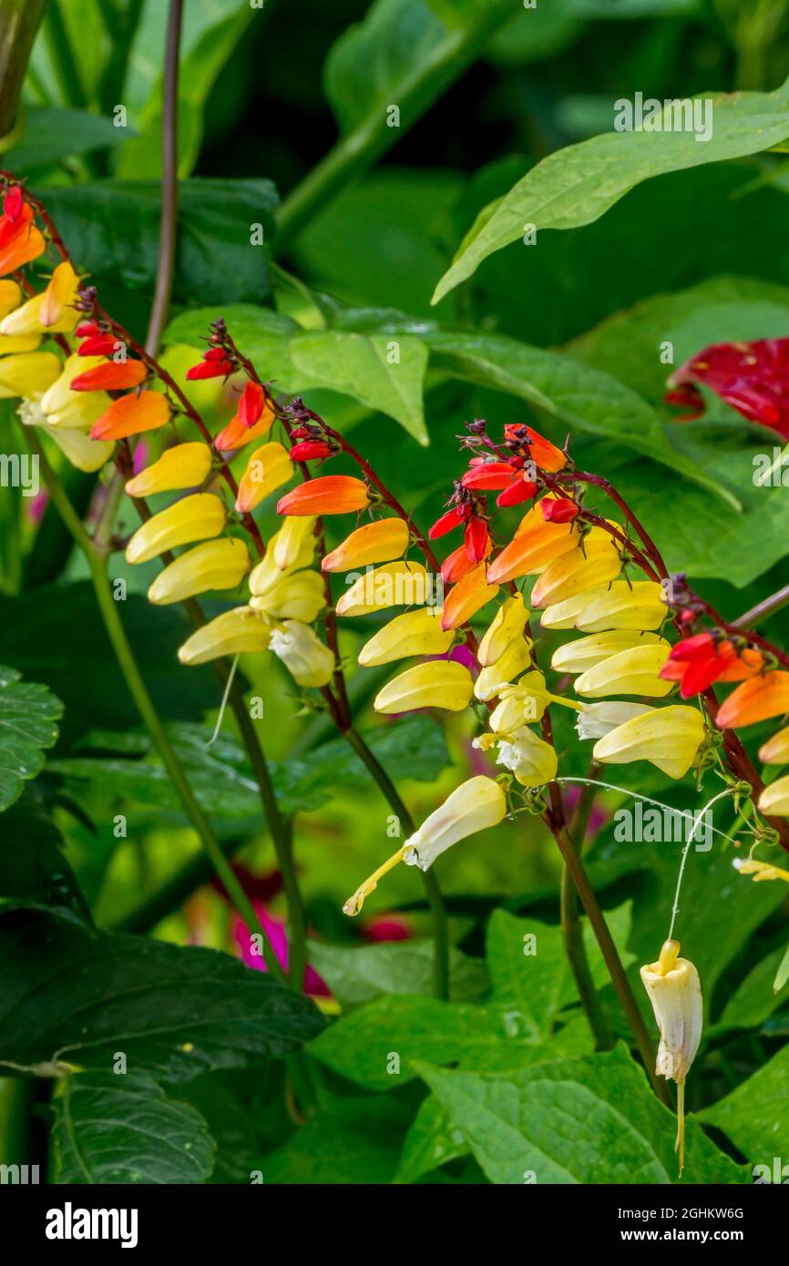 Ipomoea lobata mina lobata Banque de photographies et d’images à haute ...