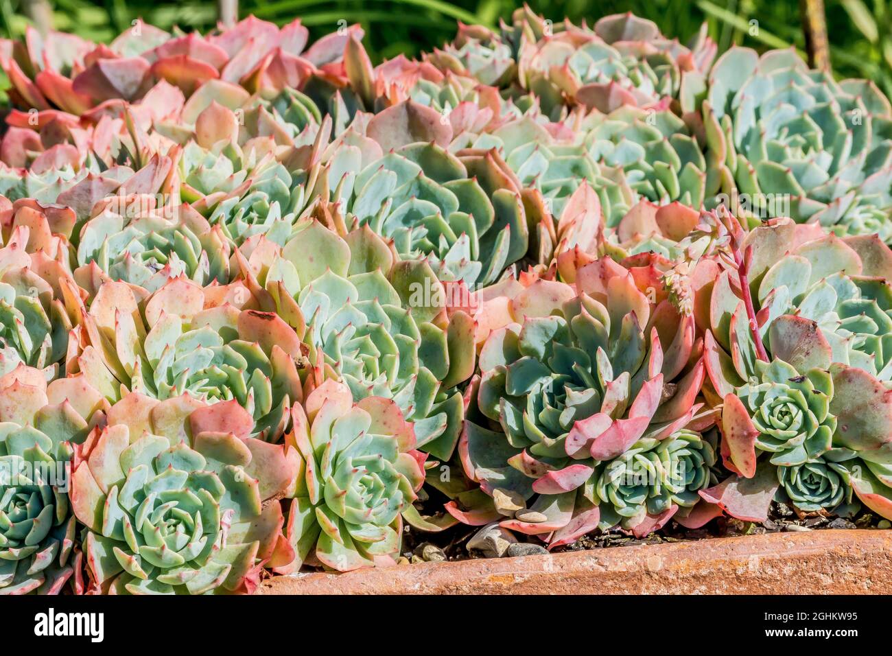 Echeveria secunda glauca Banque de photographies et d’images à haute résolution - Alamy