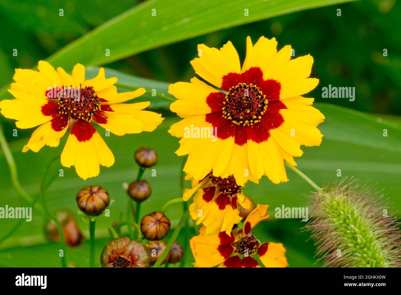 Coreopsis sp Banque de photographies et d’images à haute résolution - Alamy