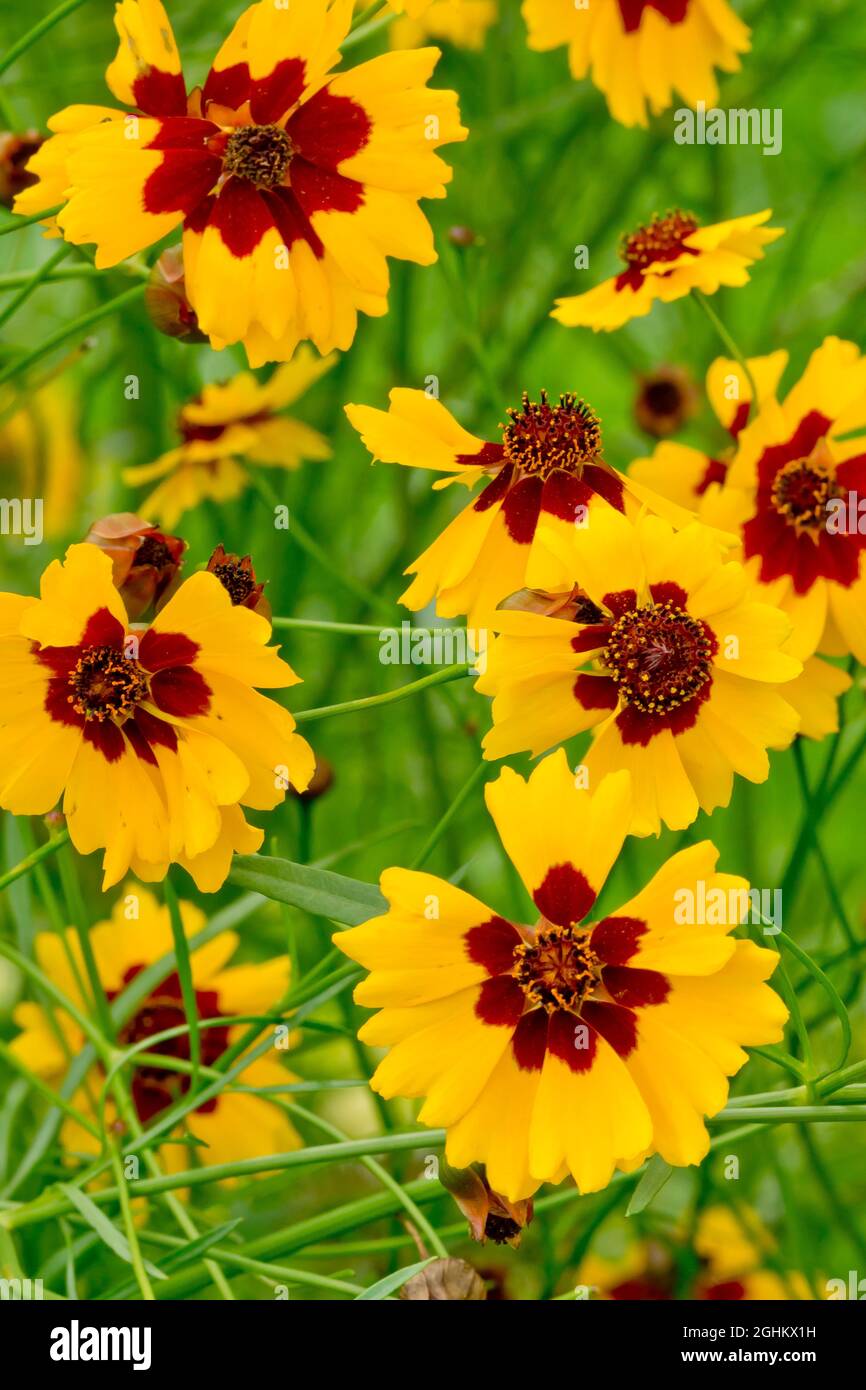 Coreopsis sp Banque de photographies et d’images à haute résolution - Alamy