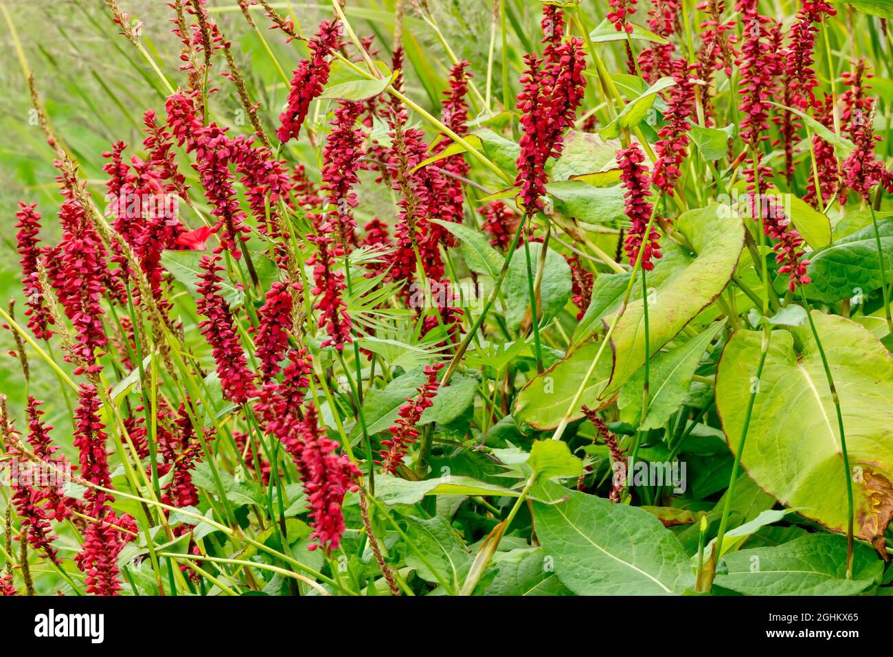 Persicaria amplexicaulis firetail Banque de photographies et d’images à ...
