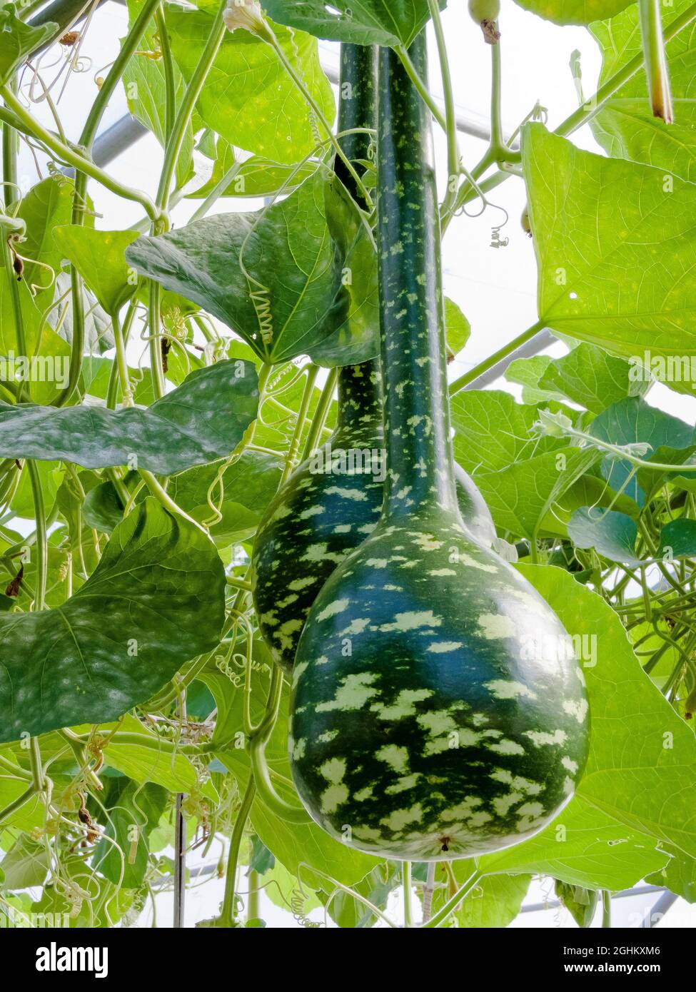 Lagenaria vine Banque de photographies et d’images à haute résolution ...