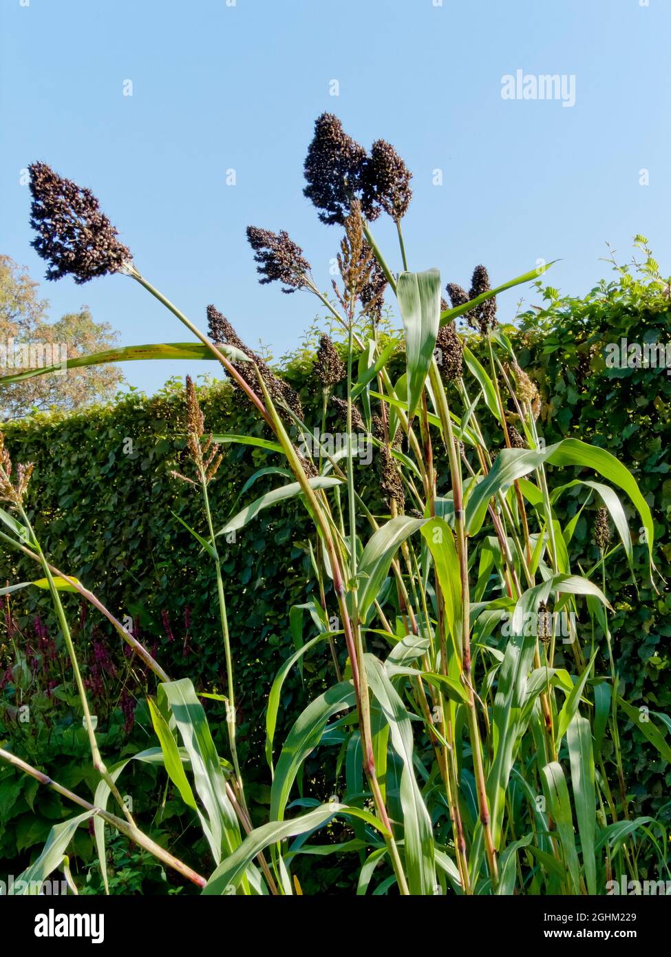 Sorghum nigrum Banque de photographies et d’images à haute résolution ...