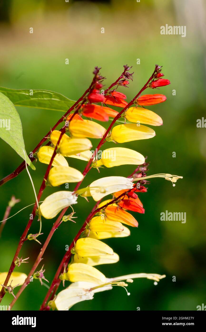 Ipomoea lobata mina lobata Banque de photographies et d’images à haute ...
