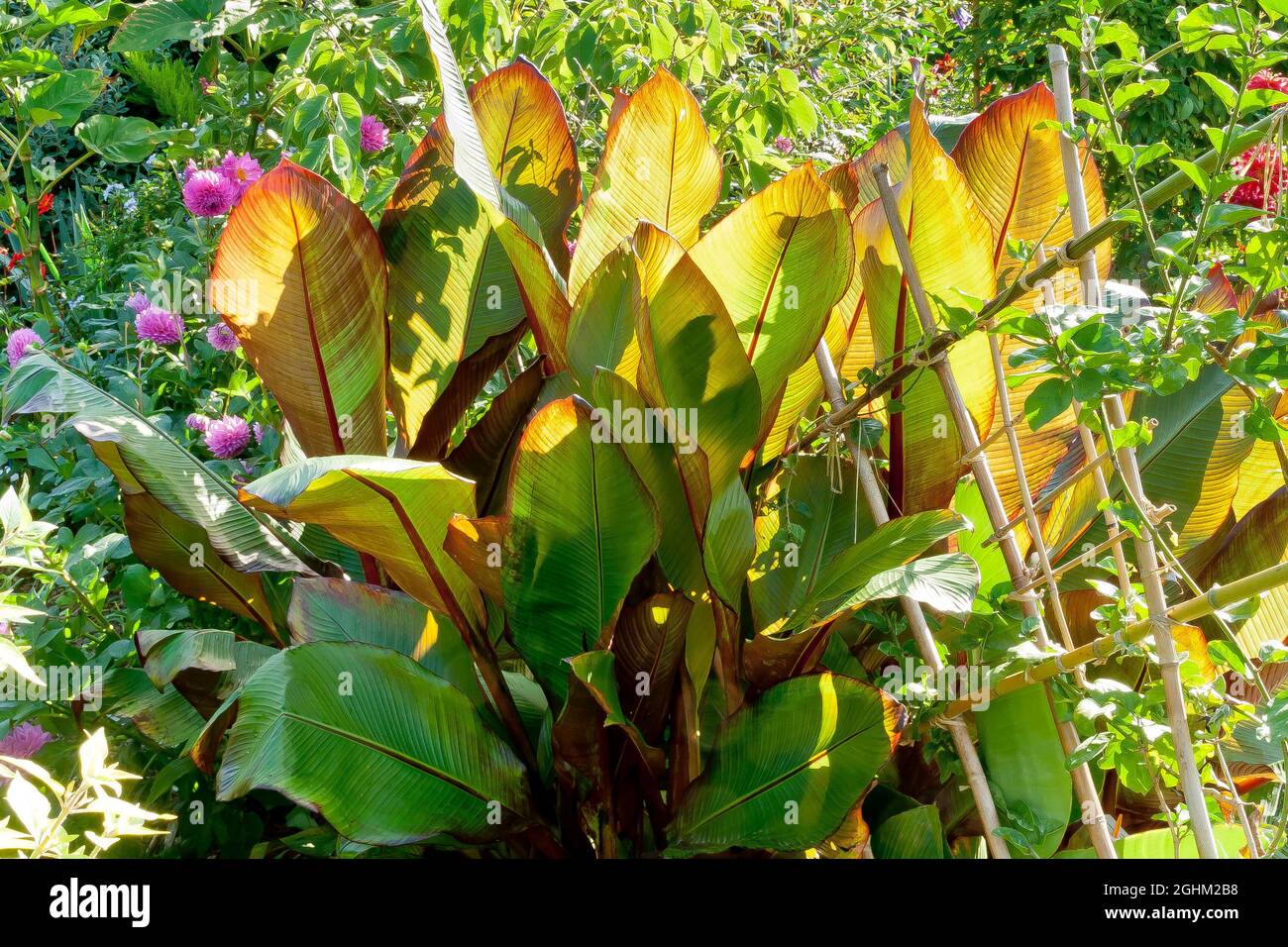 Ensete ventricosum Banque de photographies et d’images à haute ...