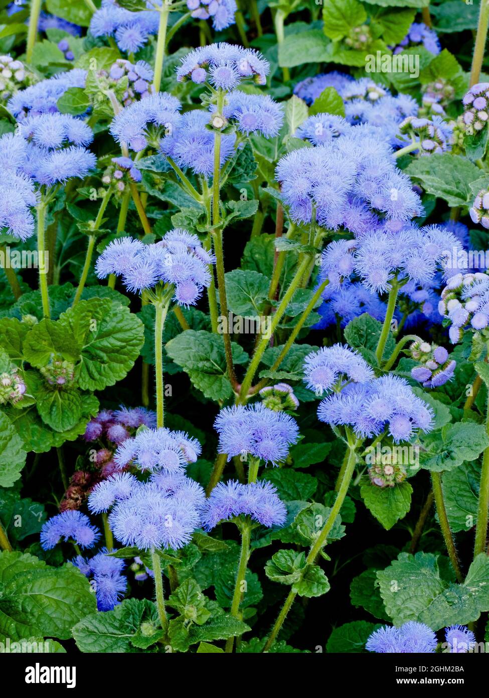Ageratum sp Banque de photographies et d’images à haute résolution - Alamy