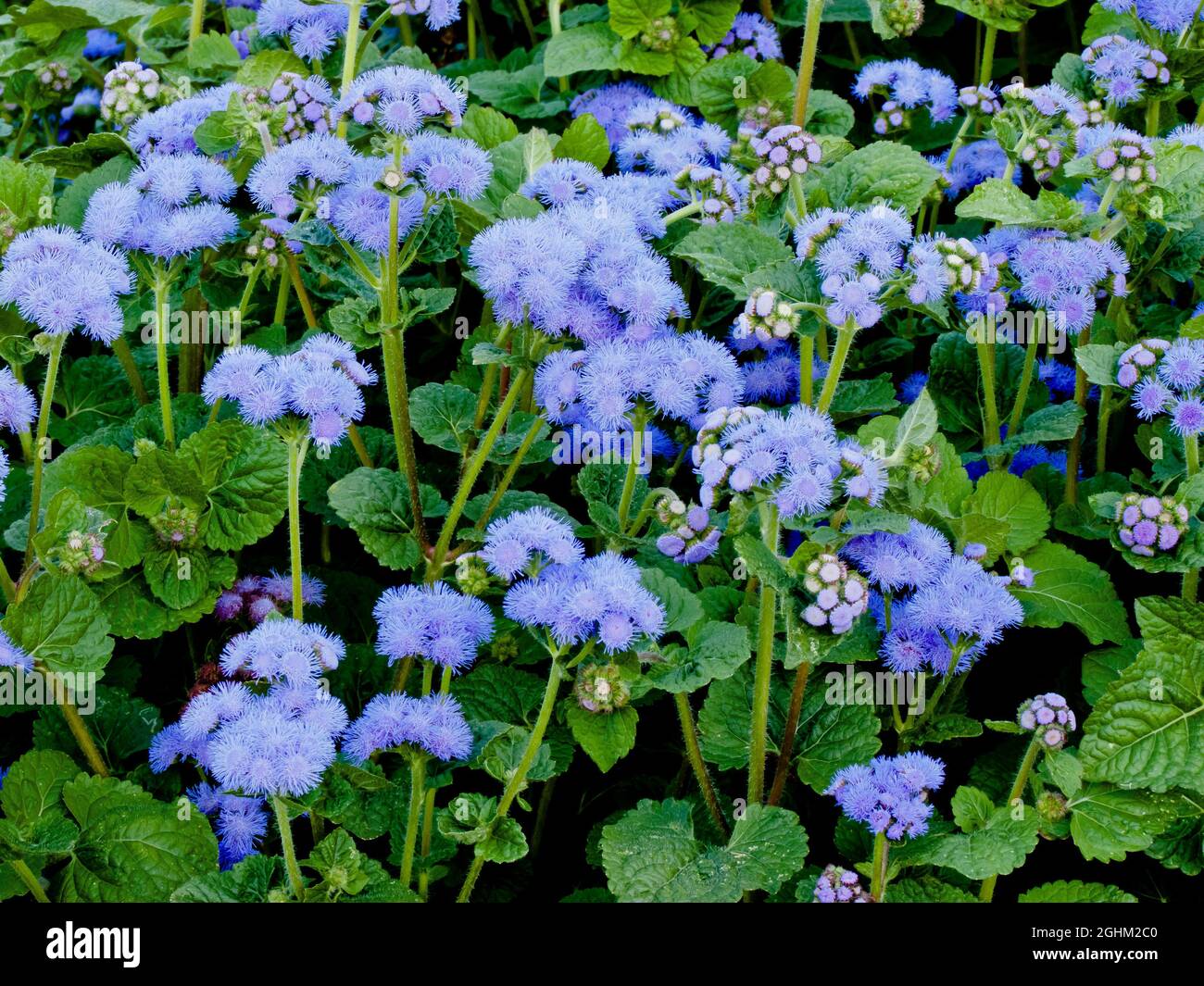 Ageratum sp Banque de photographies et d’images à haute résolution - Alamy